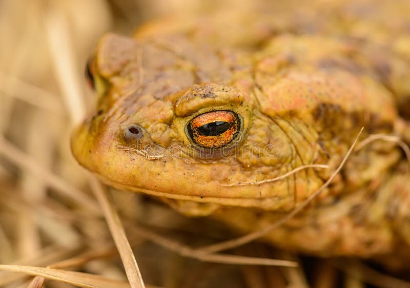 Detail of toads orange eye stock image. Image of amphibian - 168042299