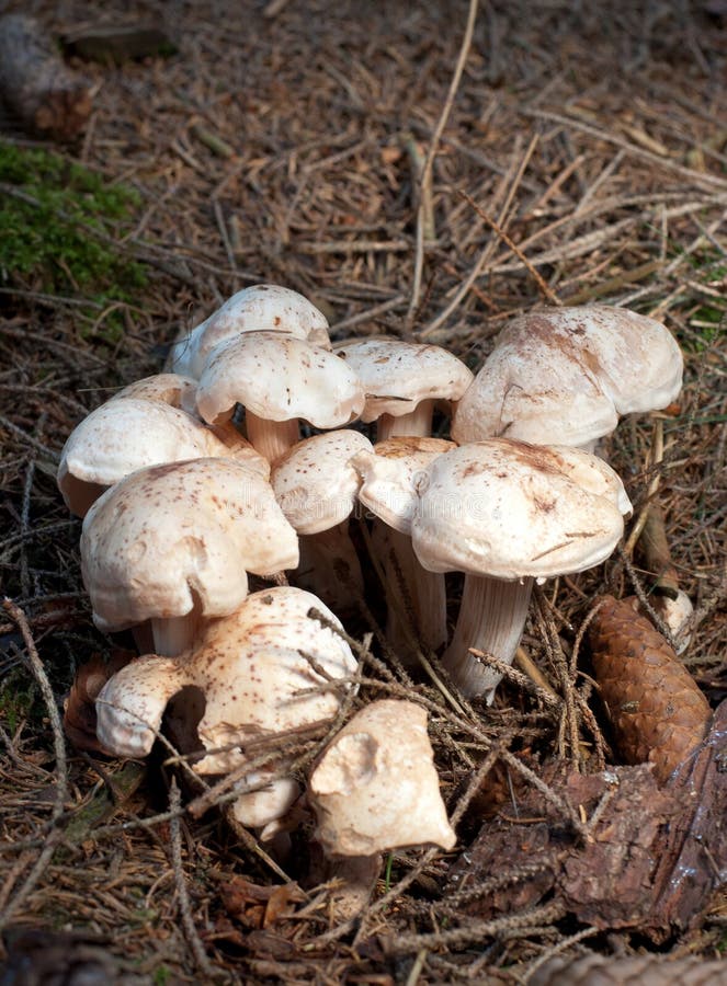 Toadstools stock photo. Image of autumn, plant, nature - 15748574