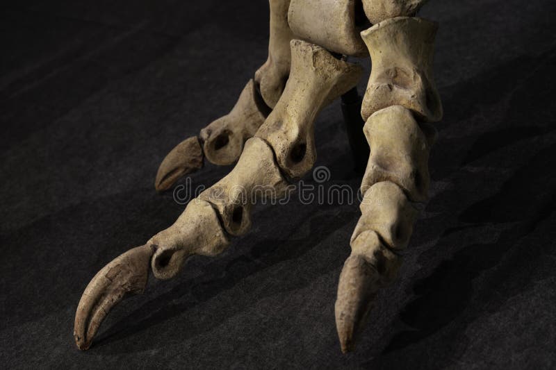 Detail of the Toe Bones of a Tarbosaurus Bataar Dinosaur Editorial ...