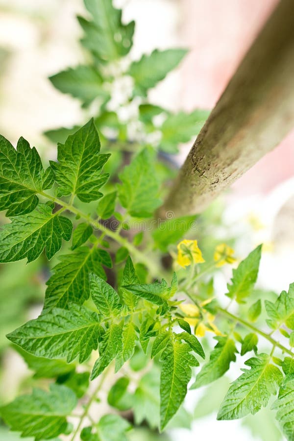Detail of tomato plant stock image. Image of spring, life - 55194071