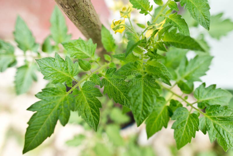 Detail of tomato plant stock photo. Image of agriculture - 57616426