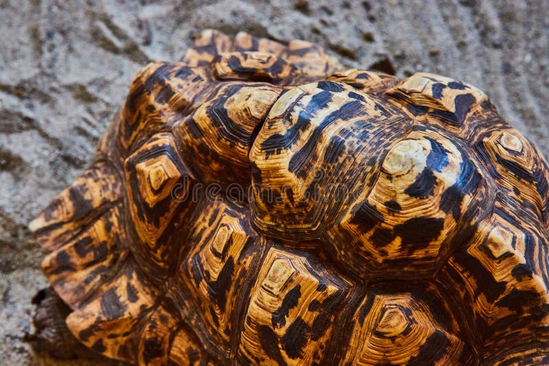 Detail of Top of Large Brown Leopard Tortoise Turtle Shell Stock Photo ...