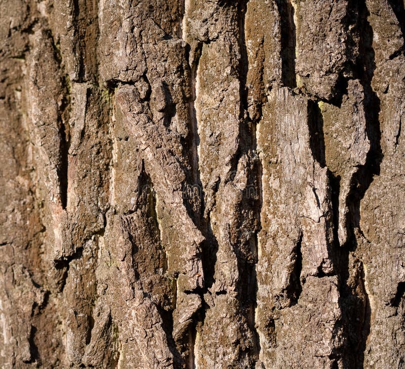 Detail of tree bark stock photo. Image of bark, park - 30958698