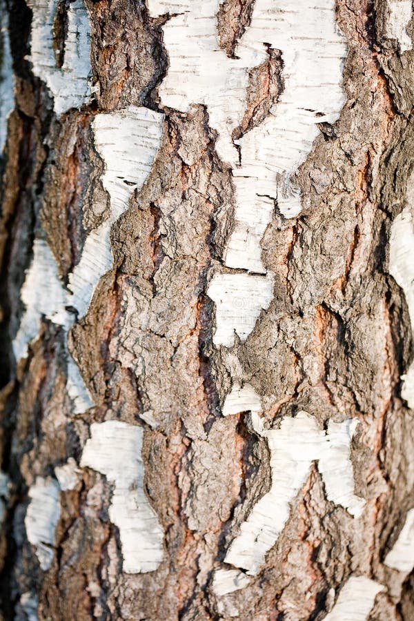 Detail of tree bark stock image. Image of background - 146371859