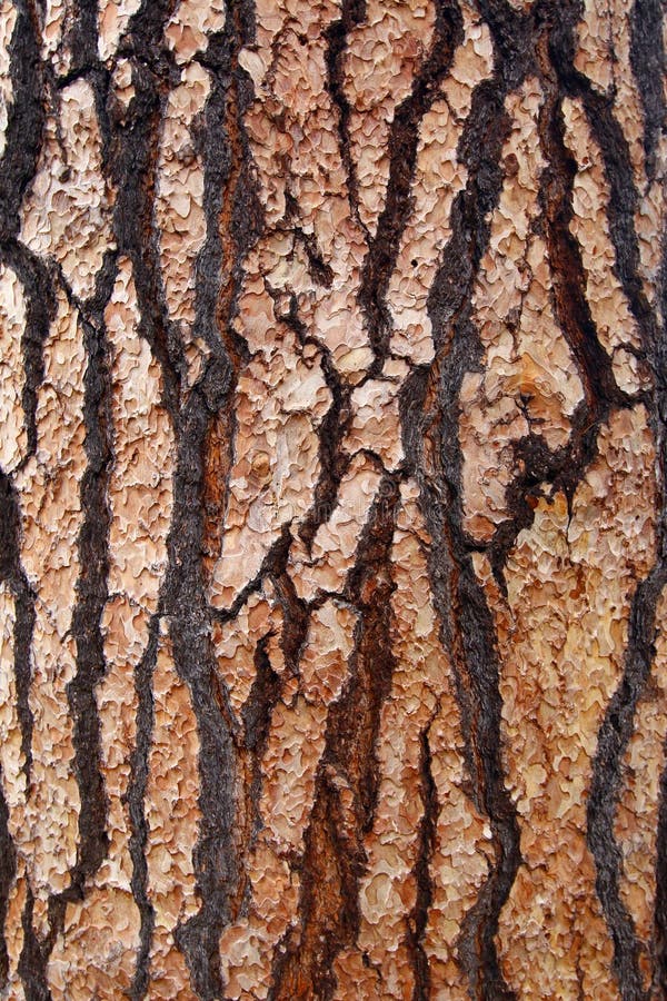 Detail of the tree bark stock image. Image of rough, detail - 89704651