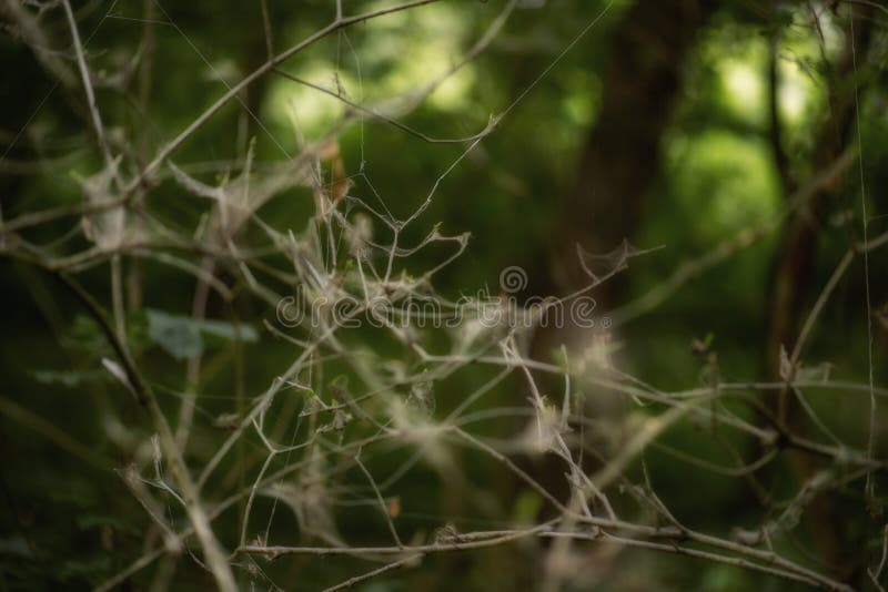 Detail of Tree Branch Covered with Spider Web Stock Image - Image of ...