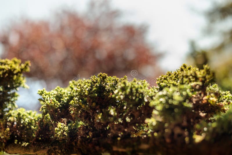 Detail of a Tree Branch with Moss Stock Photo - Image of moody, detail ...