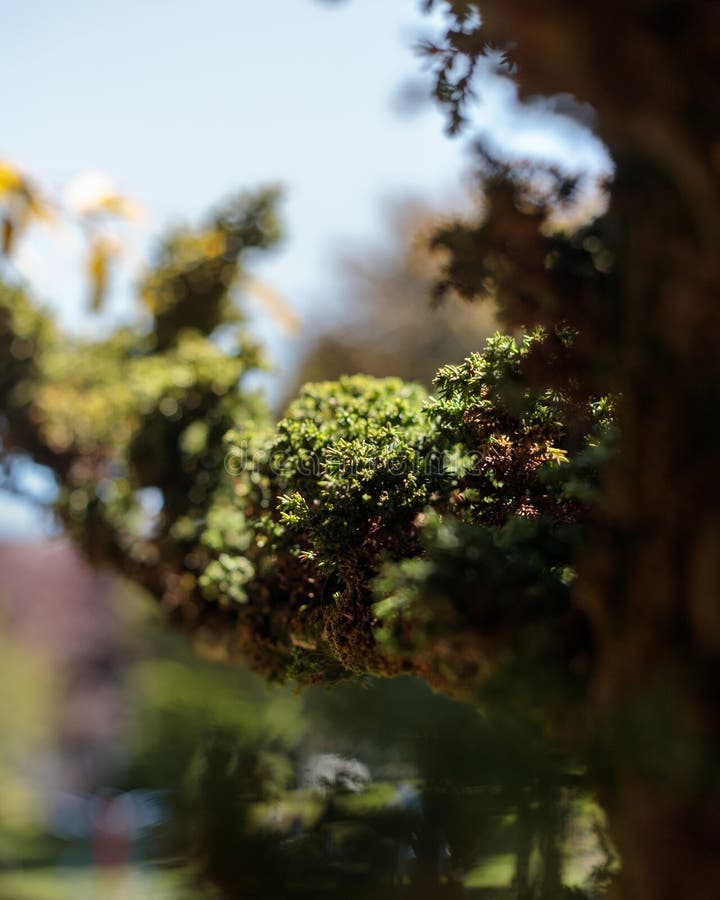 Detail of a Tree Branch with Moss Stock Photo - Image of garden, winter ...