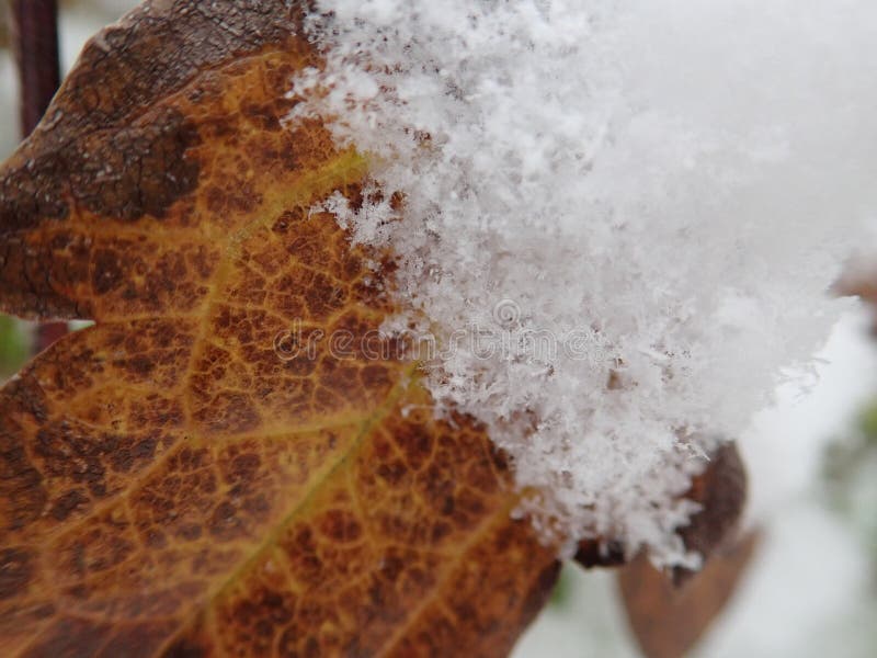Detail of a Tree Branch in Winter with Snow Stock Photo - Image of ...