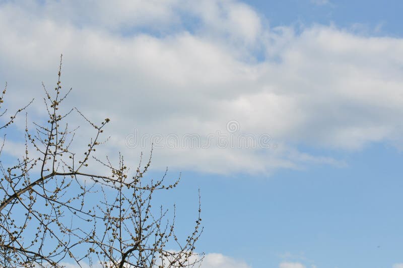 Detail of Tree Branches and Sky Stock Image - Image of background ...