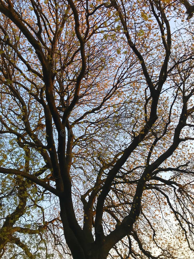 Detail of tree branches stock photo. Image of habitat - 265074380