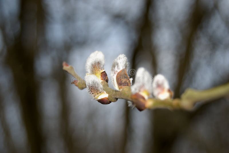 Detail of a Tree Bud in the Spring Stock Photo - Image of beginning ...