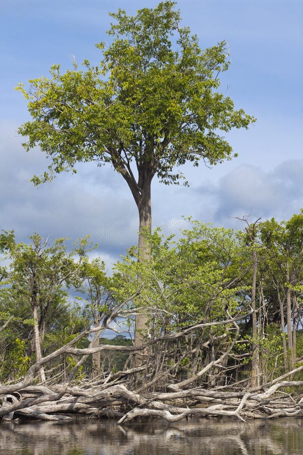 Detail of a Tree and Dried Branches at Amazon River with Local V Stock ...
