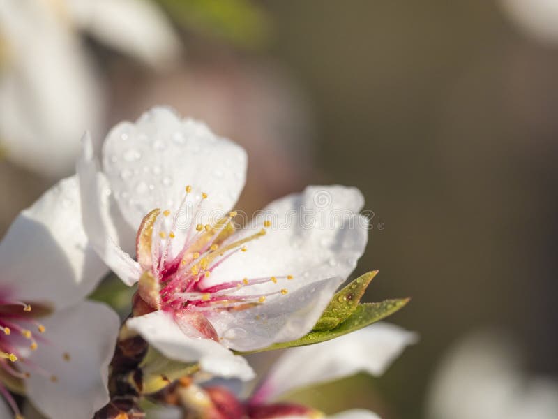 Detail Tree Flower with Water Drops Stock Image - Image of white, tree ...