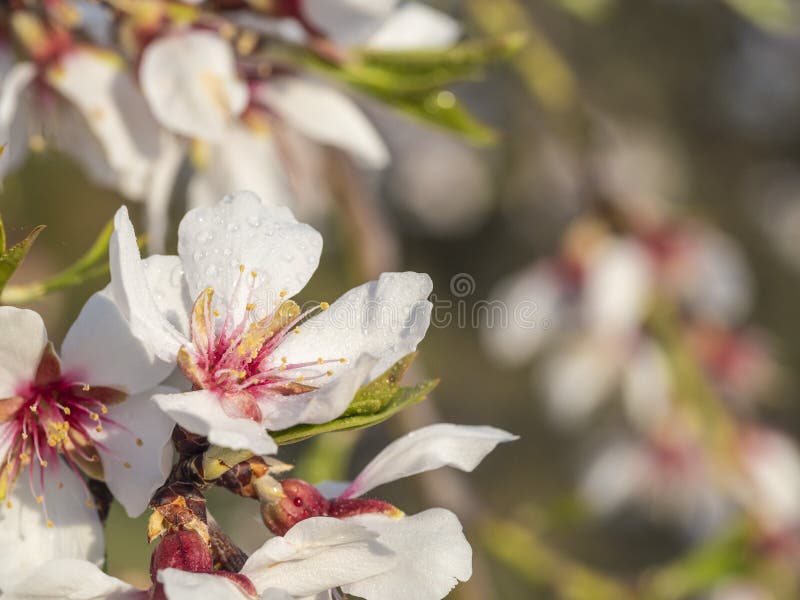 Detail Tree Flower with Water Drops with Unfocused Flowers Stock Photo ...