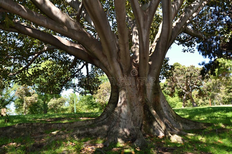 Detail of Tree in Park - Melbourne Australia Stock Image - Image of ...
