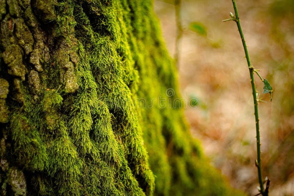 Detail of tree stock photo. Image of thorns, bark, trunk - 54712400