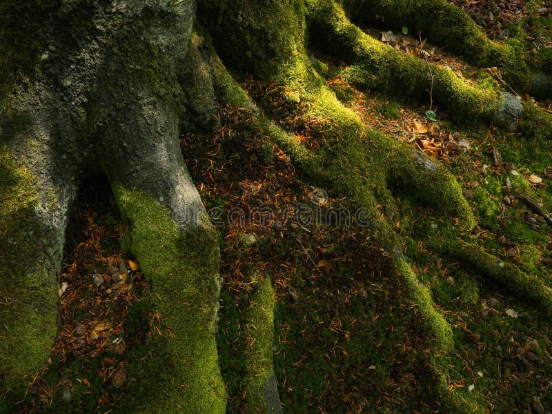 Detail of Tree Roots Covered with Moss As a Texture or Background Stock ...