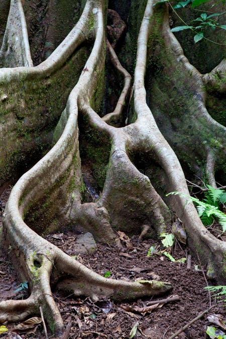 6,565 Tree Roots Ground Texture Stock Photos - Free & Royalty-Free ...