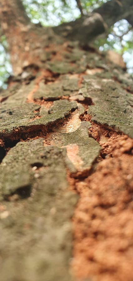 Detail of the tree trunk stock image. Image of detail - 208294287