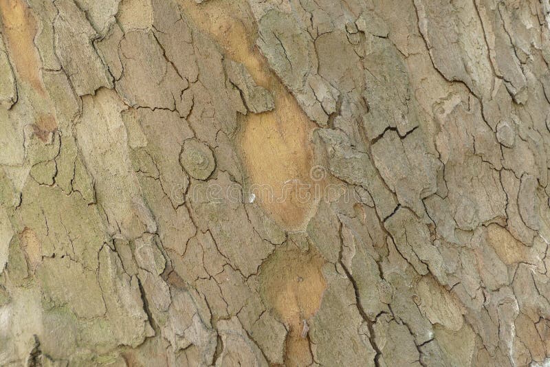 Detail of a Tree Skin Texture Stock Image - Image of macro, wood: 99297653