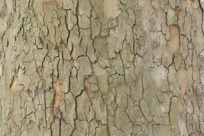 Detail of a Tree Skin Texture Stock Image - Image of brown, surface ...