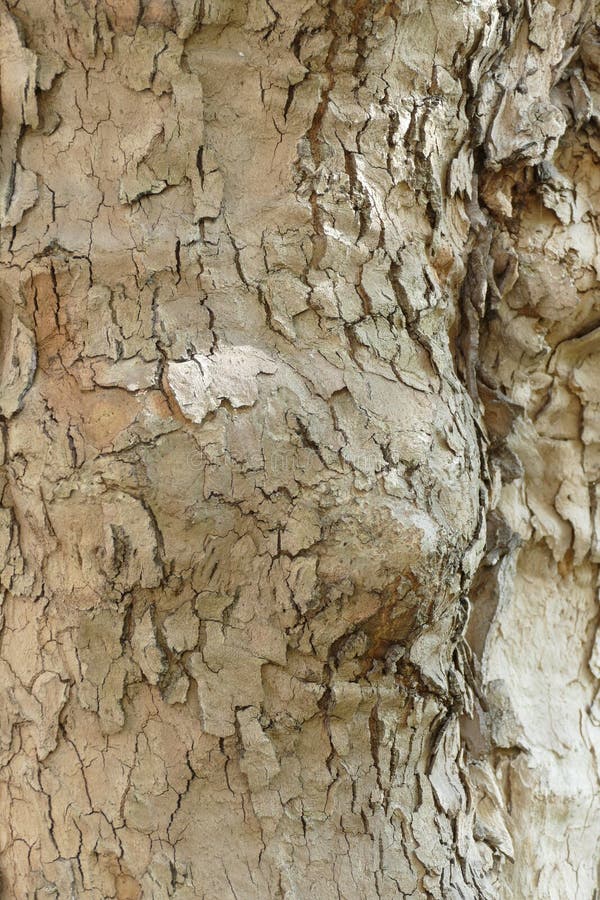 Detail of a Tree Skin Texture Stock Photo - Image of skin, green: 99297946