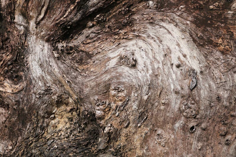Tree stump texture stock image. Image of antique, detail - 138990593