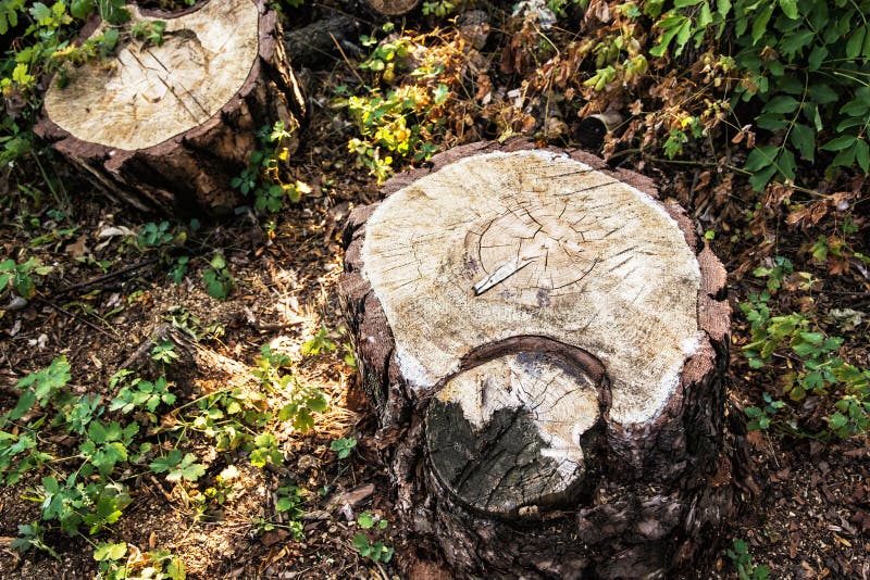 Detail of Tree Stumps, Environmental Theme Stock Photo - Image of place ...