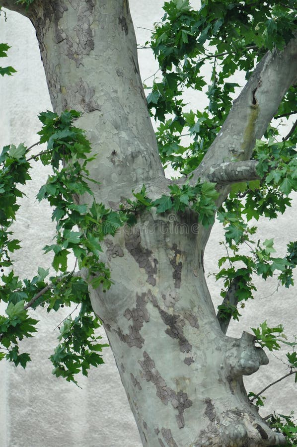 Tree trunk stock image. Image of floor, backdrop, knot - 116966593