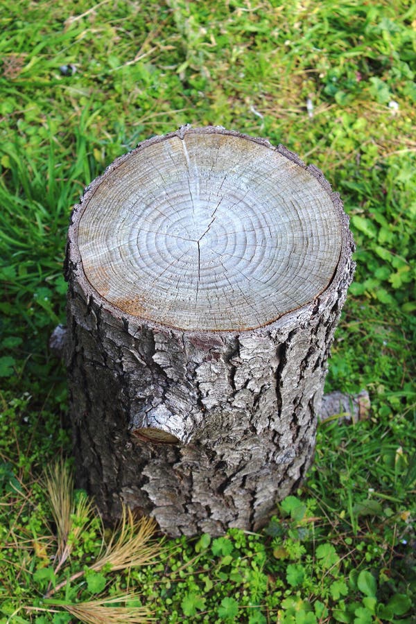 Tree trunk cut stock photo. Image of industry, bark, brown - 29794660