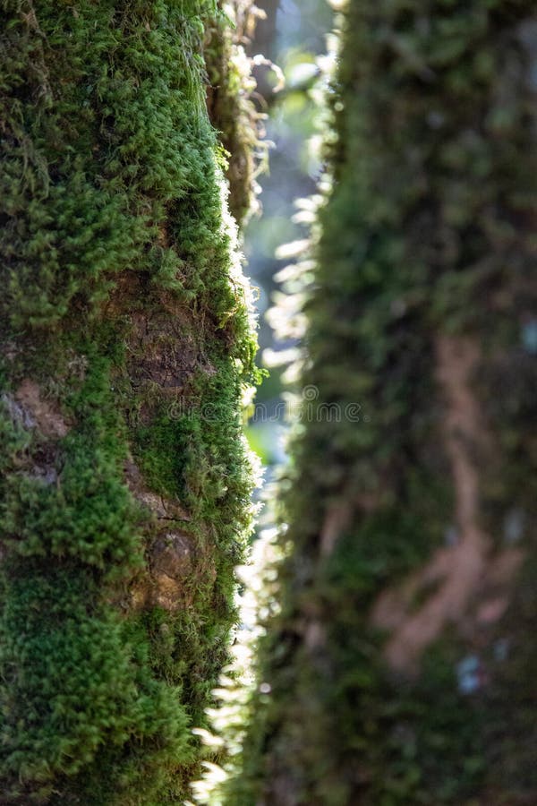 Detail of Tree Trunks Covered by Moss Stock Photo - Image of forest ...