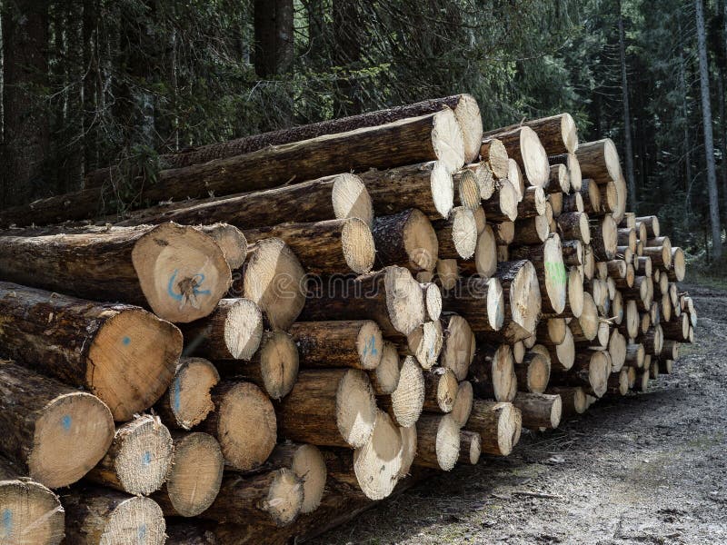 Close Up of Tree Trunk Sections Stock Image - Image of natural, soil ...