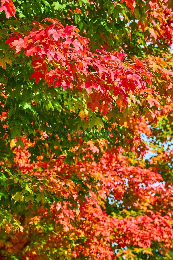 Detail of Tree Turning Red for Fall Stock Photo - Image of green, leaf ...