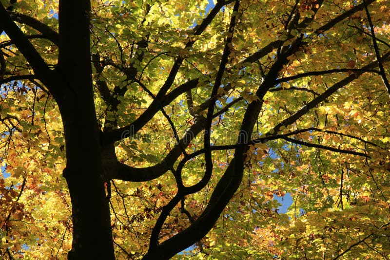 Detail of a Treetop in Autumn Stock Image - Image of boughs, close ...