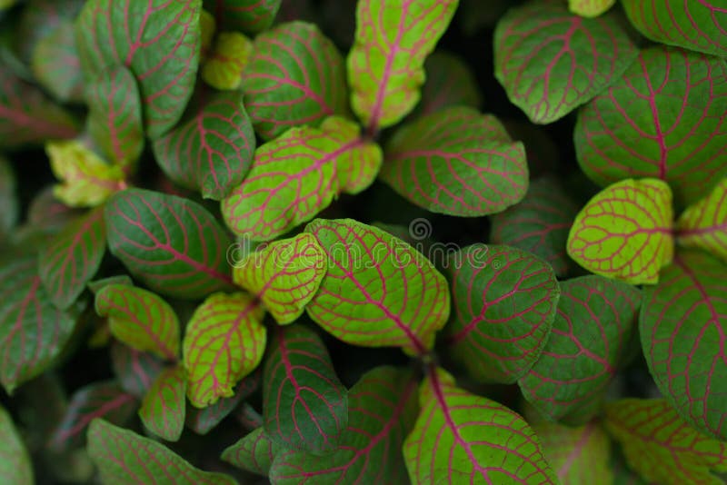 Detail of Tropic Plant - Botanic Texture Stock Image - Image of exotic ...