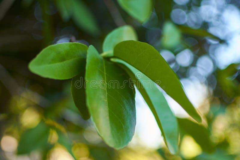 Tropical Leave detail stock image. Image of detail, plant - 140509469
