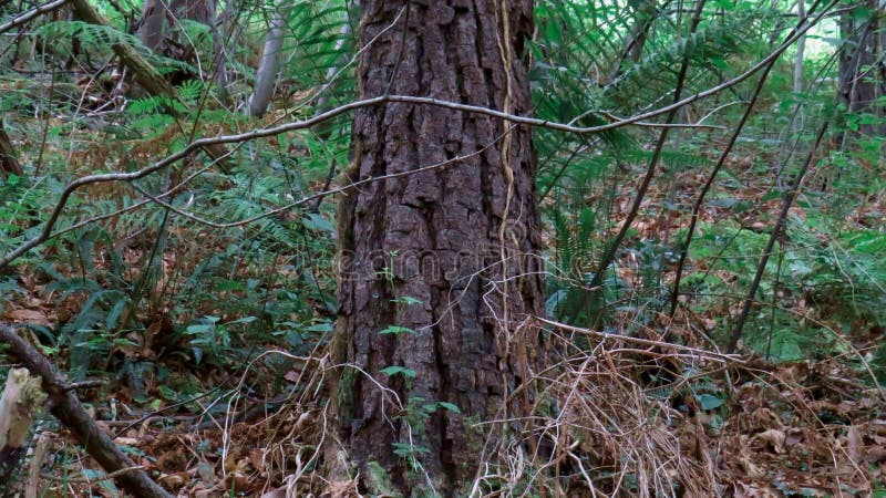 Detail of the Trunk of a Tree of Very Rough Bark among the Vegetation ...