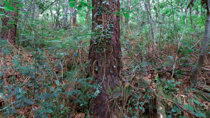 Detail of the Trunk of a Tree of Very Rough Bark among the Vegetation ...