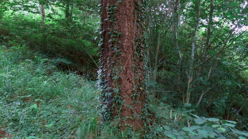 Detail of the Trunk of a Tree with Vines among the Forest Vegetation ...