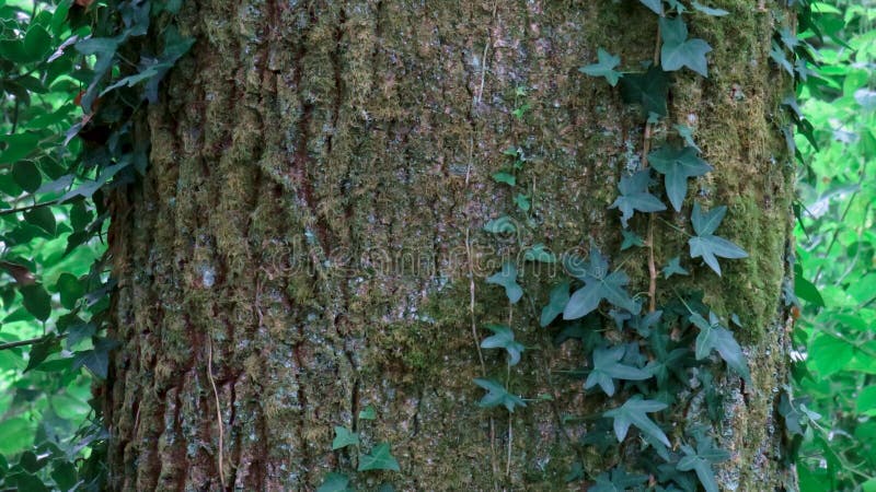 Detail of the Trunk of a Tree with Vines among the Forest Vegetation ...