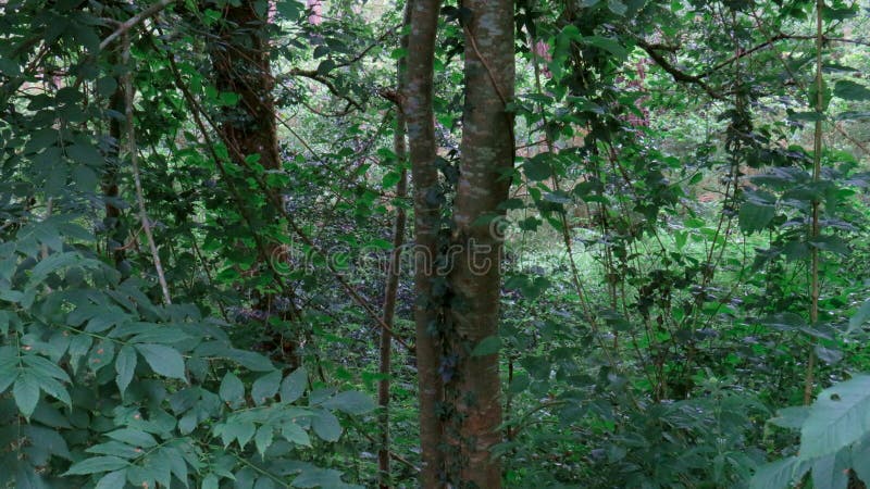 Detail of the Trunk of a Tree with Vines among the Forest Vegetation ...