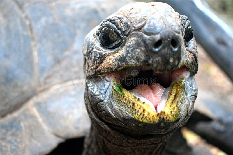 Detail of turtle head stock image. Image of macro, head - 130595801