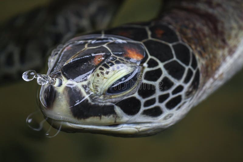 Detail of the turtle head stock image. Image of marine - 58066519