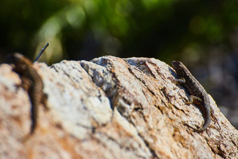 Detail of Two Lizards Resting on a Large Rock in Spring Stock Image ...