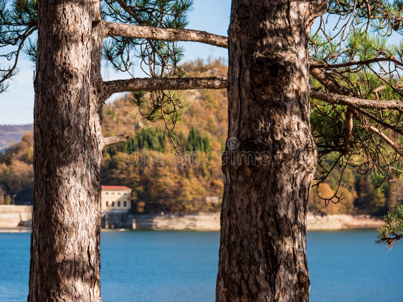 Detail of Two Maritime Pine Tree Trunks Stock Image - Image of cluster ...