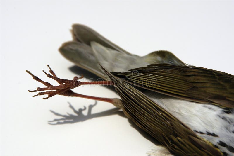 Detail Van Een Dode Vogel (staart) Stock Foto - Image of dood, maas: 131548