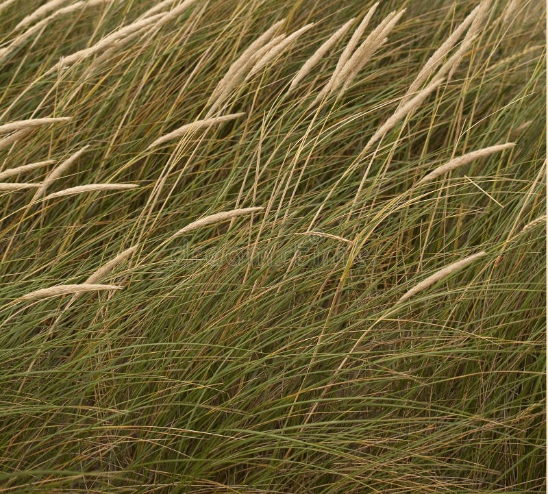 Detail van Duingras stock foto. Image of boete, onderscheidend - 65230706