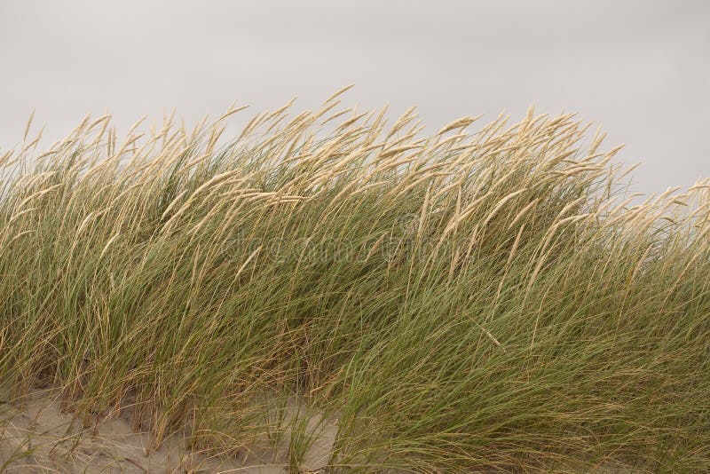 Detail van Duingras stock afbeelding. Image of jutland - 65230779