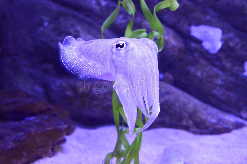 Detail van een zeekat stock foto. Image of zeewier, verander - 42128656